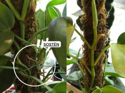 Guia COMPLETA sobre la planta Potus y como reproducir Potus en Agua - Vivero 212 - Mar del Plata