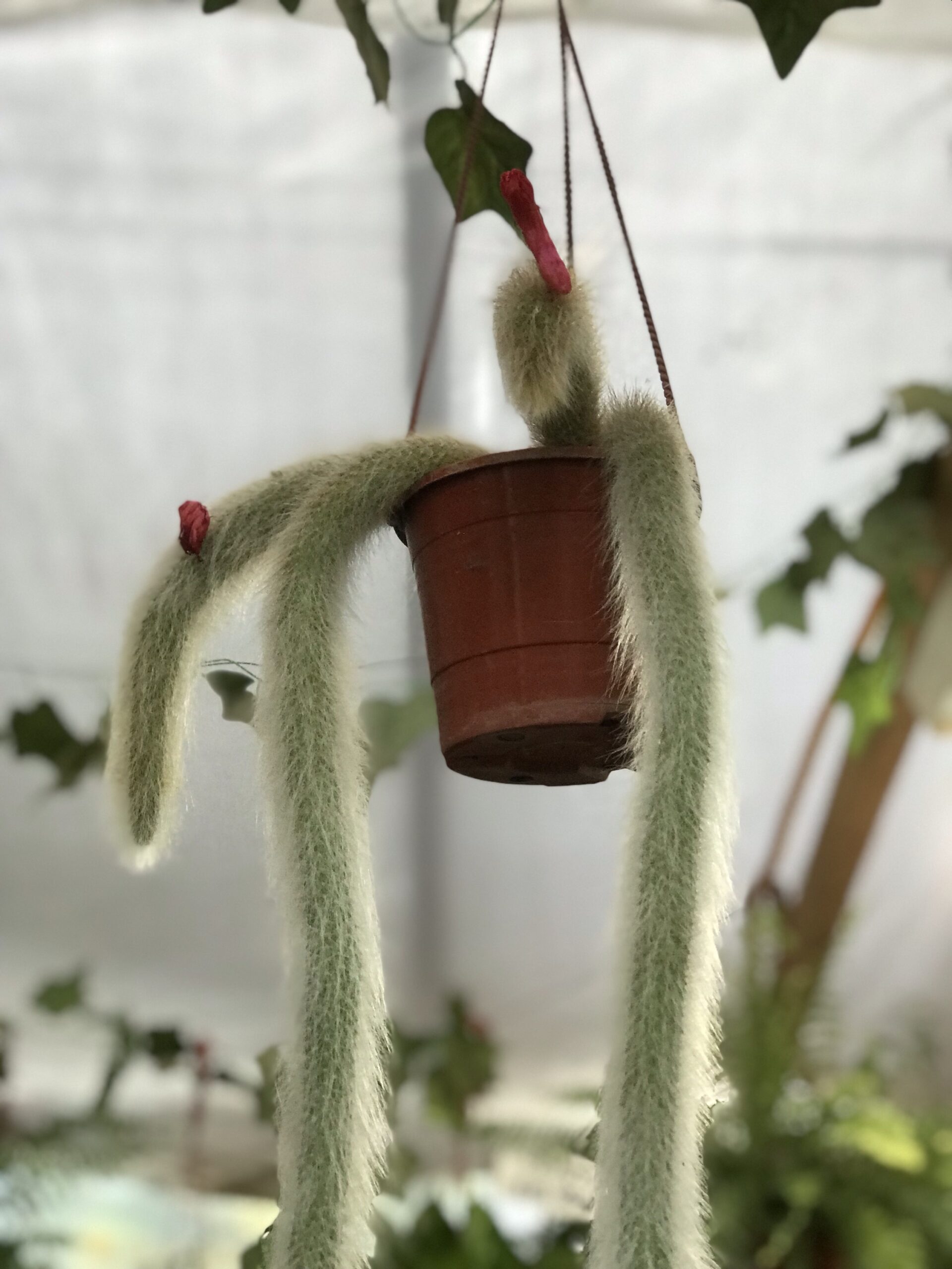 Cola de Mono - Vivero 212 - Mar del Plata