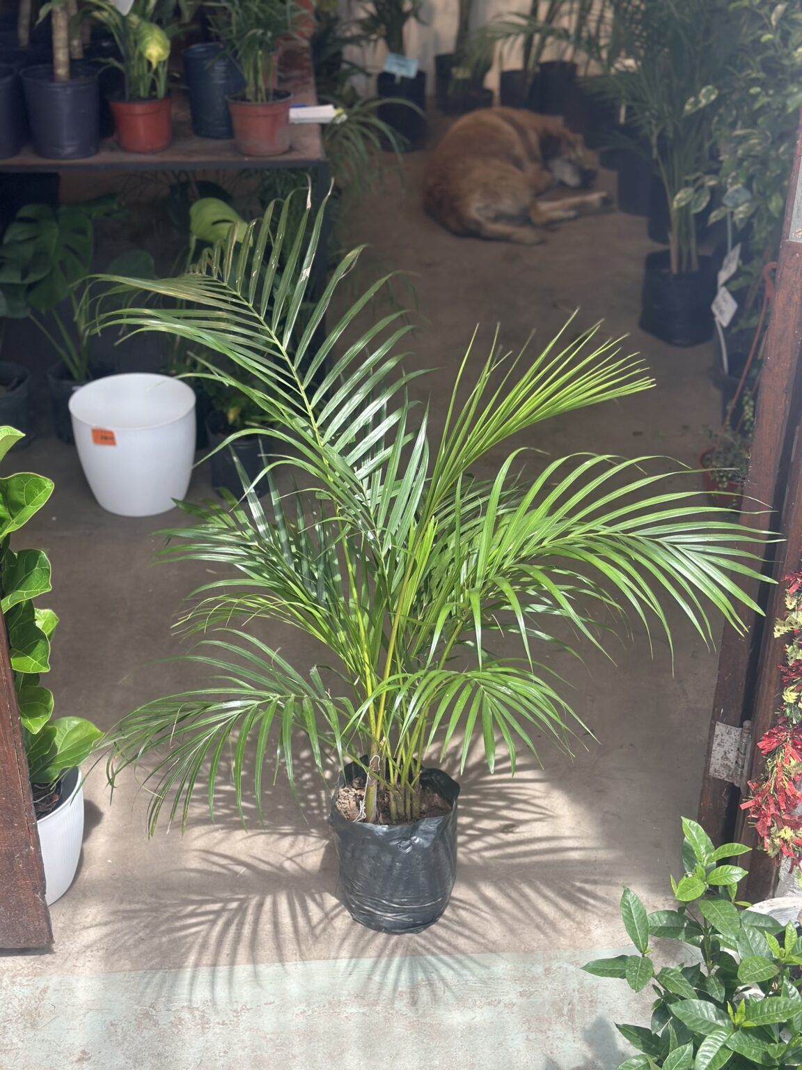 Areca Grande - Vivero 212 - Mar del Plata