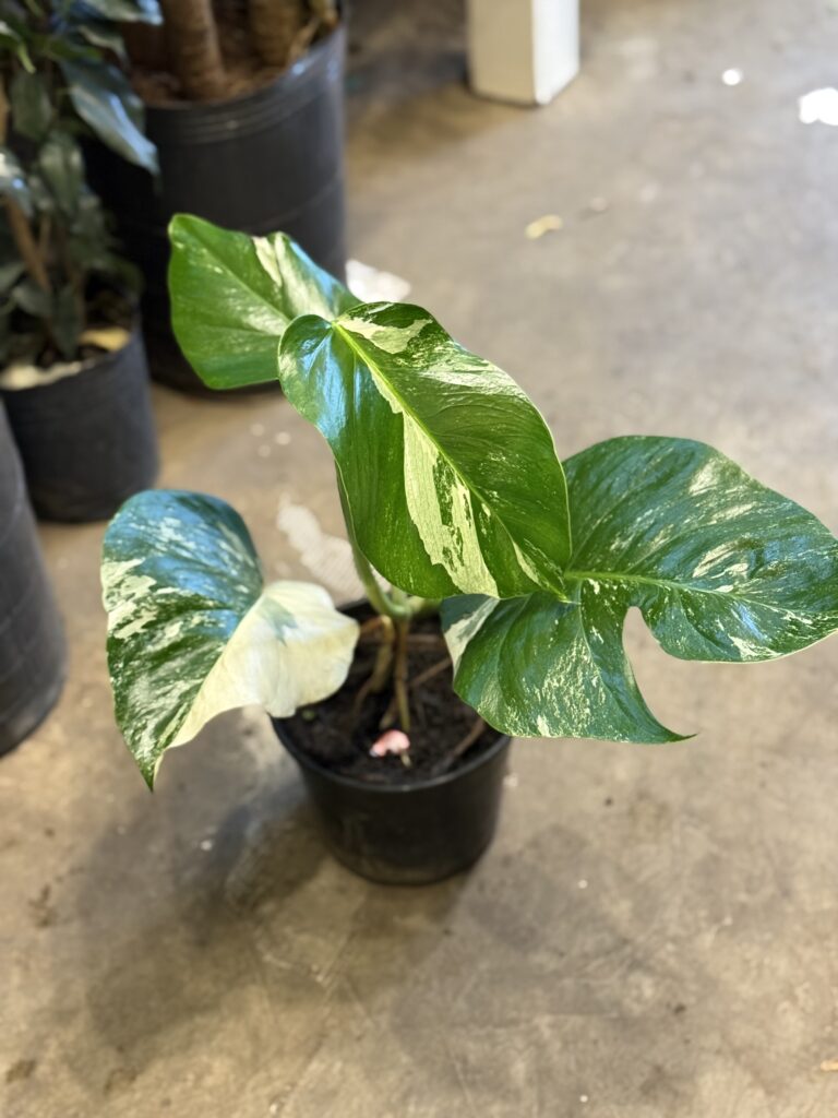 Monstera Variegada - Vivero 212 - Mar del Plata